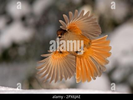 Siberian Jay in flight landing on a small branch Stock Photo - Alamy