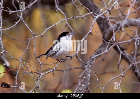 Snowball Shrike, Songbirds, Animals, Birds, Southern Puffback ...