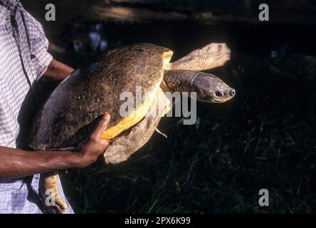 River Terrapin, Batagur baska Stock Photo - Alamy