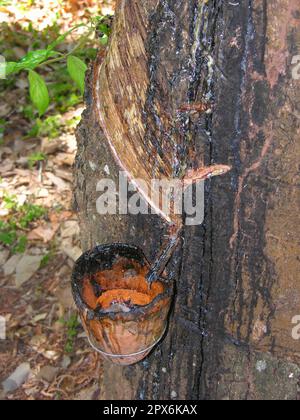 Rubber plantation, rubber production, rubber harvesting Stock Photo - Alamy