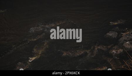 Nilkrokodil bei Nacht / Nile crocodile at night / Crocodylus niloticus ...