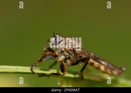 Side view of a robber fly, Asilidae family, probably Pamponerus ...