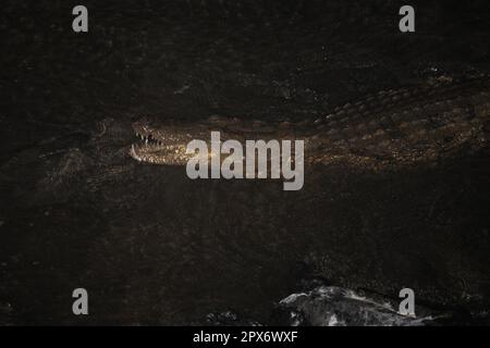 Nilkrokodil bei Nacht / Nile crocodile at night / Crocodylus niloticus ...