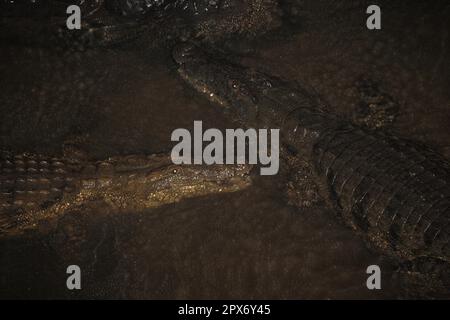 Nilkrokodil bei Nacht / Nile crocodile at night / Crocodylus niloticus ...