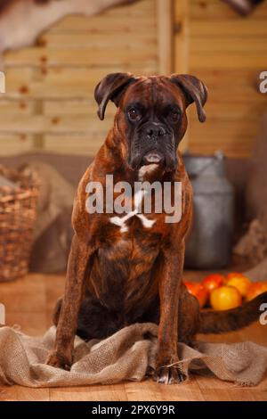 German boxer, male Stock Photo - Alamy