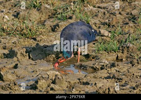 Purple Swamphen (Porhyrio porphyrio) adult, walking through water ...
