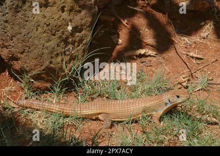 Sudan Shield Lizard Stock Photo - Alamy