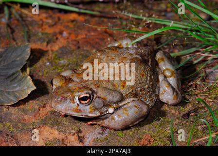 Sonorous desert croet Stock Photo - Alamy