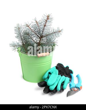 Gardening gloves, pruner and bucket with spruce branch on white ...