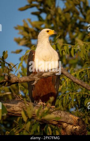 African fish eagle turning head on branch Stock Photo - Alamy