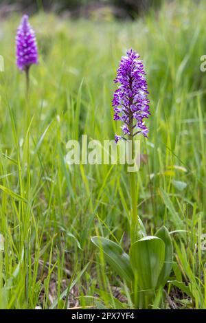 wild orchid in White Carpathian Mountains, Czech Republic Stock Photo ...