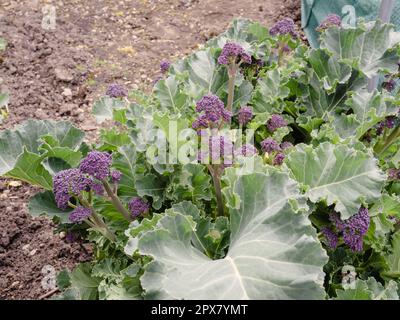 Purple Sprouting Broccoli 'Claret' FI Stock Photo - Alamy