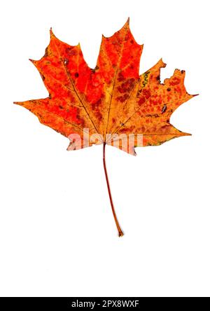 A cropped autumn colored maple leaf against white background Stock ...
