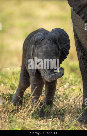 Baby elephant stands swinging trunk by mother Stock Photo - Alamy