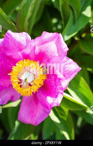 Beautiful pink peony flower with pollinator wasp. Summer is blooming ...