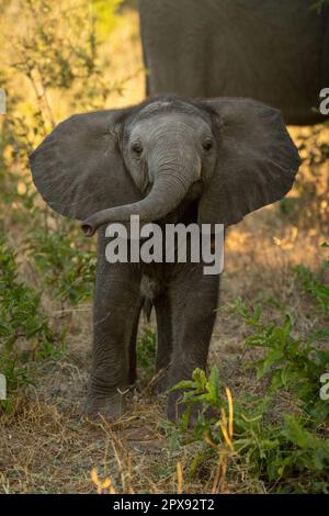 African elephant stands raising trunk by tree Stock Photo - Alamy