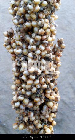Cholam great millet (Sorghum bicolor) Tamil Nadu, South India, India ...