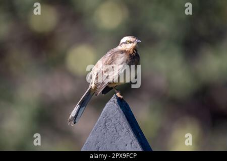 Typical South American bird known as "sabiá do campo" (Mimus saturninus ...