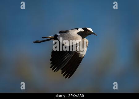 Blacksmith lapwing flies over water lowering wings Stock Photo - Alamy