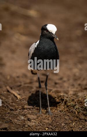 Blacksmith lapwing stands cocking head in sunshine Stock Photo - Alamy
