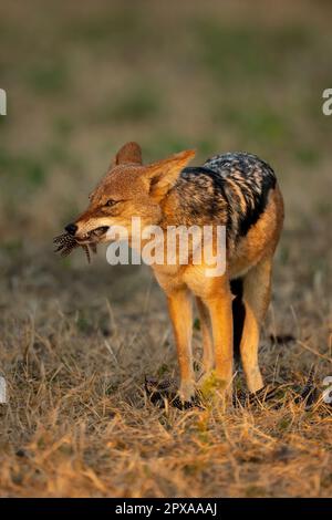 Black-backed jackal stands with feathers in mouth Stock Photo - Alamy