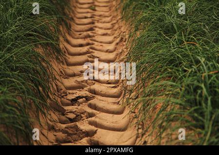 green chives field as nice agricultural background Stock Photo - Alamy