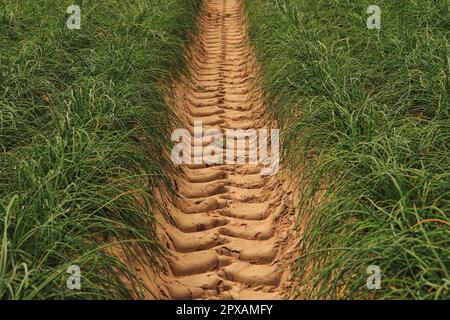 green chives field as nice agricultural background Stock Photo - Alamy