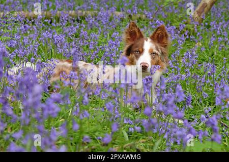A tri coloured red merle border collie stood in bluebell woods, Surrey ...
