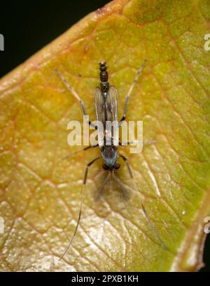 A Nonbiting Midge Lake Fly on a green leaf Stock Photo - Alamy