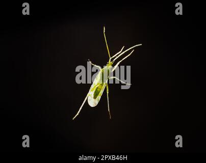 Macro bottom view of Macrolophus pygmaeus insect, a species of plant ...