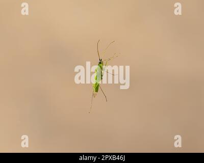 Macro side view of Macrolophus pygmaeus insect, a species of plant bug ...