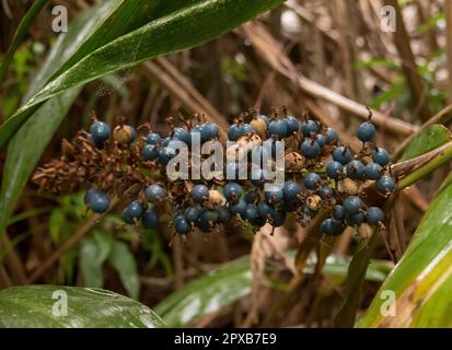 Blue berries of Australian native ginger, Alpinia caerulea growing in ...
