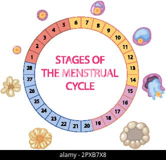 Stages of The Menstrual Cycle illustration Stock Vector Image & Art - Alamy