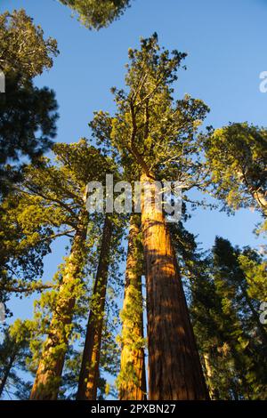 Vertical shot of giant sequoia trees in a forest under the sunlight ...