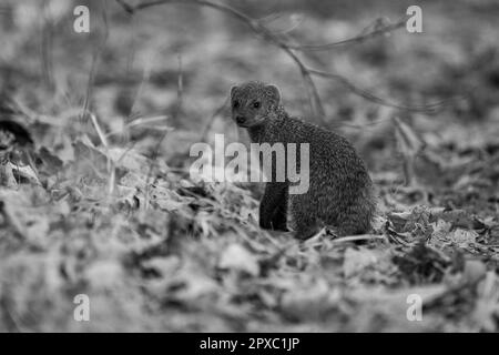 Mono banded mongoose stands turning towards camera Stock Photo - Alamy