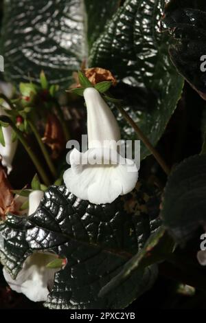 weisse Blüten einer Begonie (Begonia scutifolia) im Botanischen Garten ...