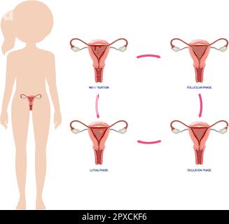 Infographic of stages of the menstrual cycle illustration Stock Vector Image & Art - Alamy
