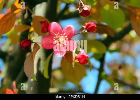Malus spectabilis, Crabapple Stock Photo - Alamy