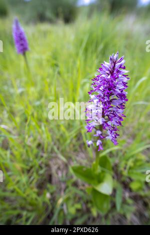 wild orchid in White Carpathian Mountains, Czech Republic Stock Photo ...