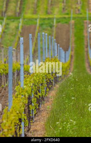 Spring vineyard near Cejkovice, Southern Moravia, Czech Republic Stock ...