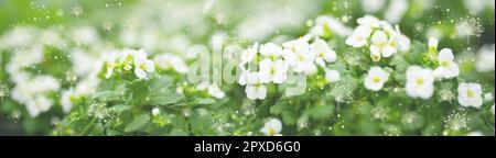 Different focused particles of pollen Stock Photo - Alamy