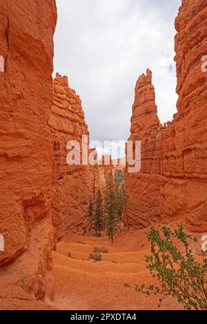 Switchbacks in a Narrow Canyon in Bryce Canyon National Park in Utah ...