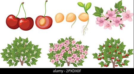 Life Cycle of Cherry Tree illustration Stock Vector Image & Art - Alamy