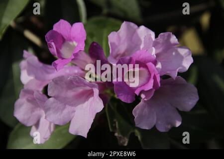 Purple trumpet flower (Mandevilla sanderi) in the yard Stock Photo - Alamy