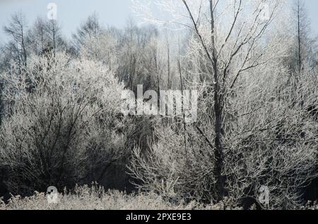Deciduous forest covered with frost. Akan Mashu National Park. Hokkaido ...
