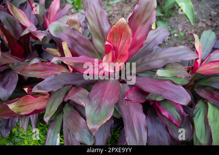 Natural Colorful Pink purple cordyline Leaves flower texture may be ...