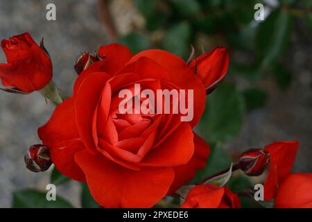 Plenis Solei roses, Orticola the Market Exhibition of unusual, rare and ...