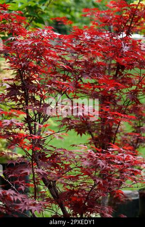 Different types of Maple Plants, Orticola the Market Exhibition of ...