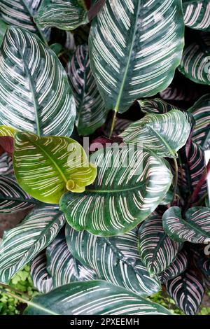 Calathea is a genus of flowering plants belonging to the family ...