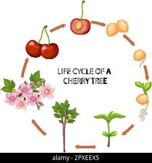 Cherry Tree Growth Stages Vector Design illustration Stock Vector Image ...